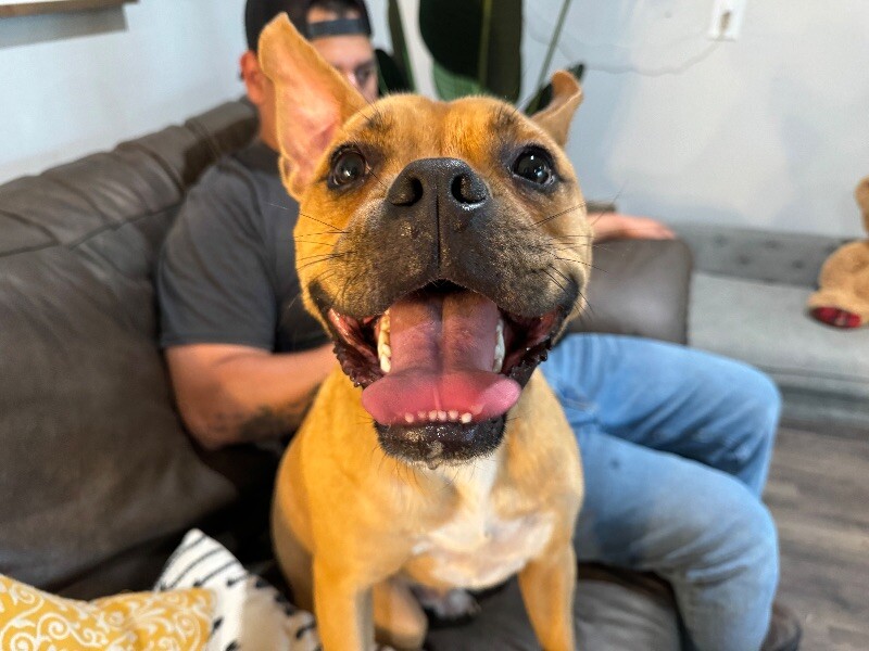 Dog for adoption - Chunk The Lovable Pocket Pittie, a Pit Bull Terrier ...