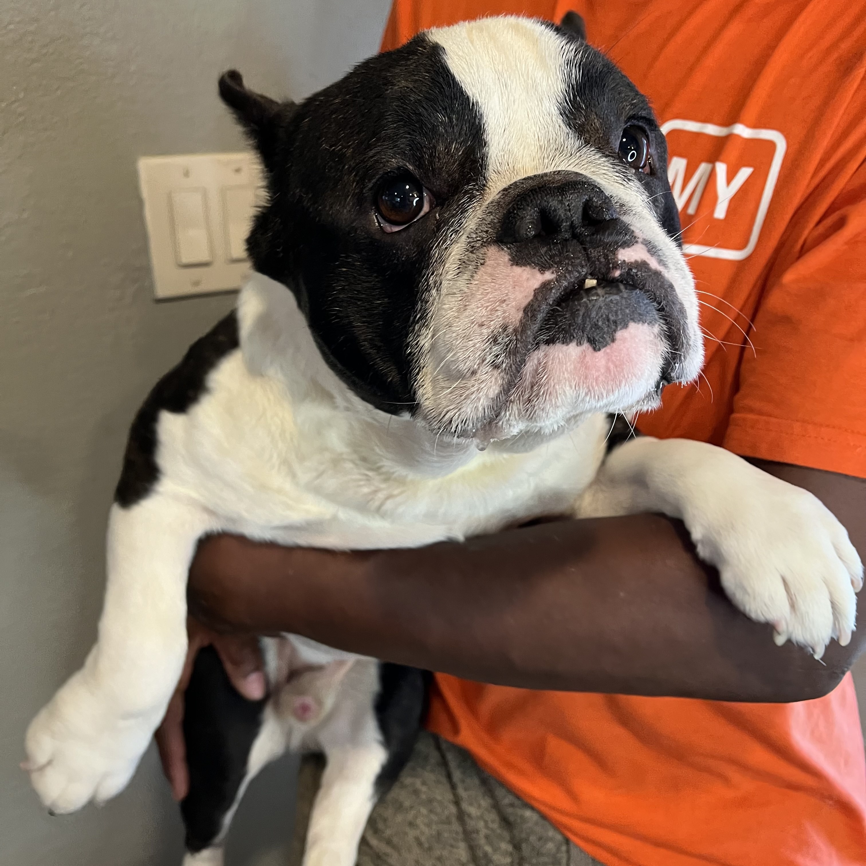 Dog for adoption - Koby - Local March 28 - 30, a French Bulldog ...