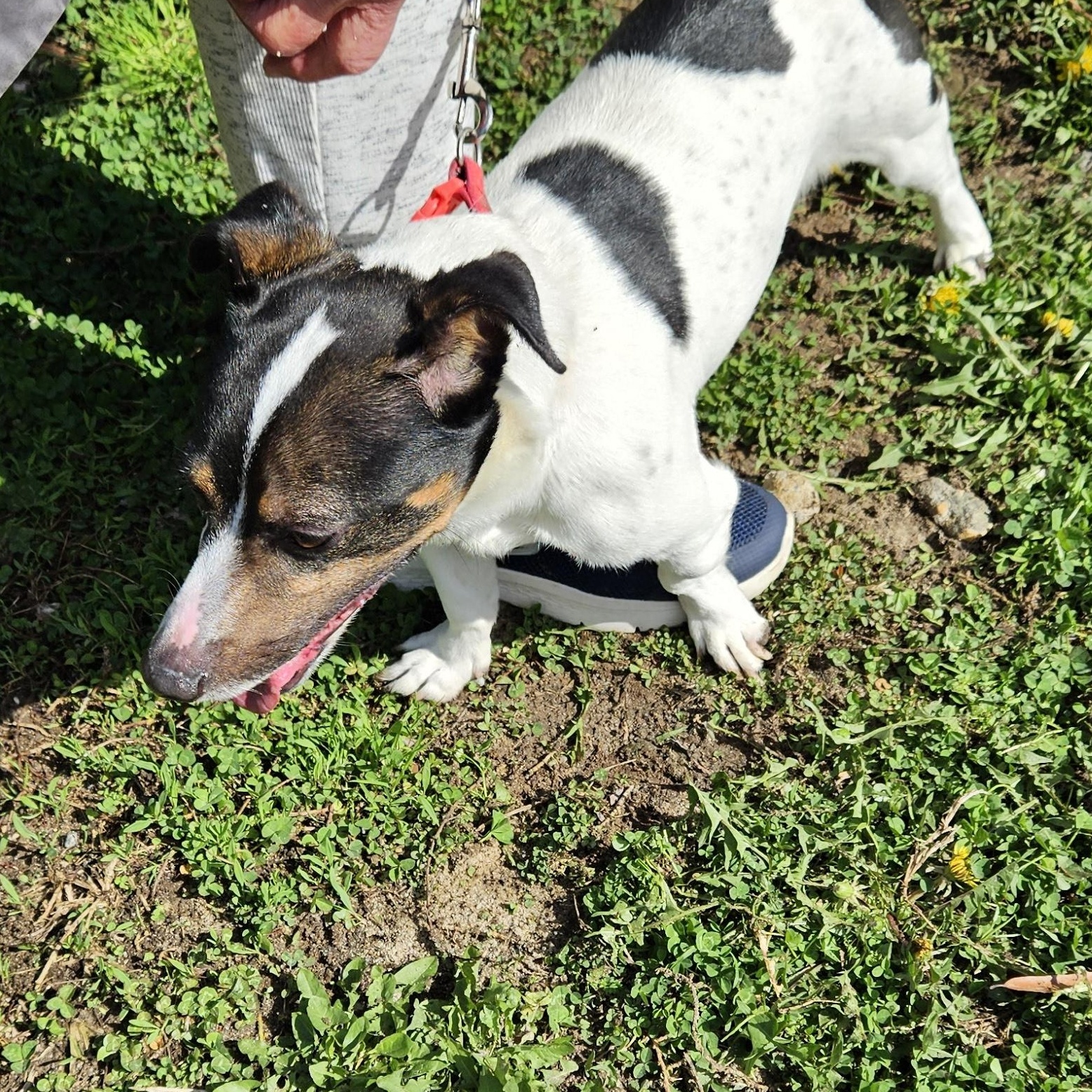 Delaware SPCA Sussex Chapter in Georgetown, DE