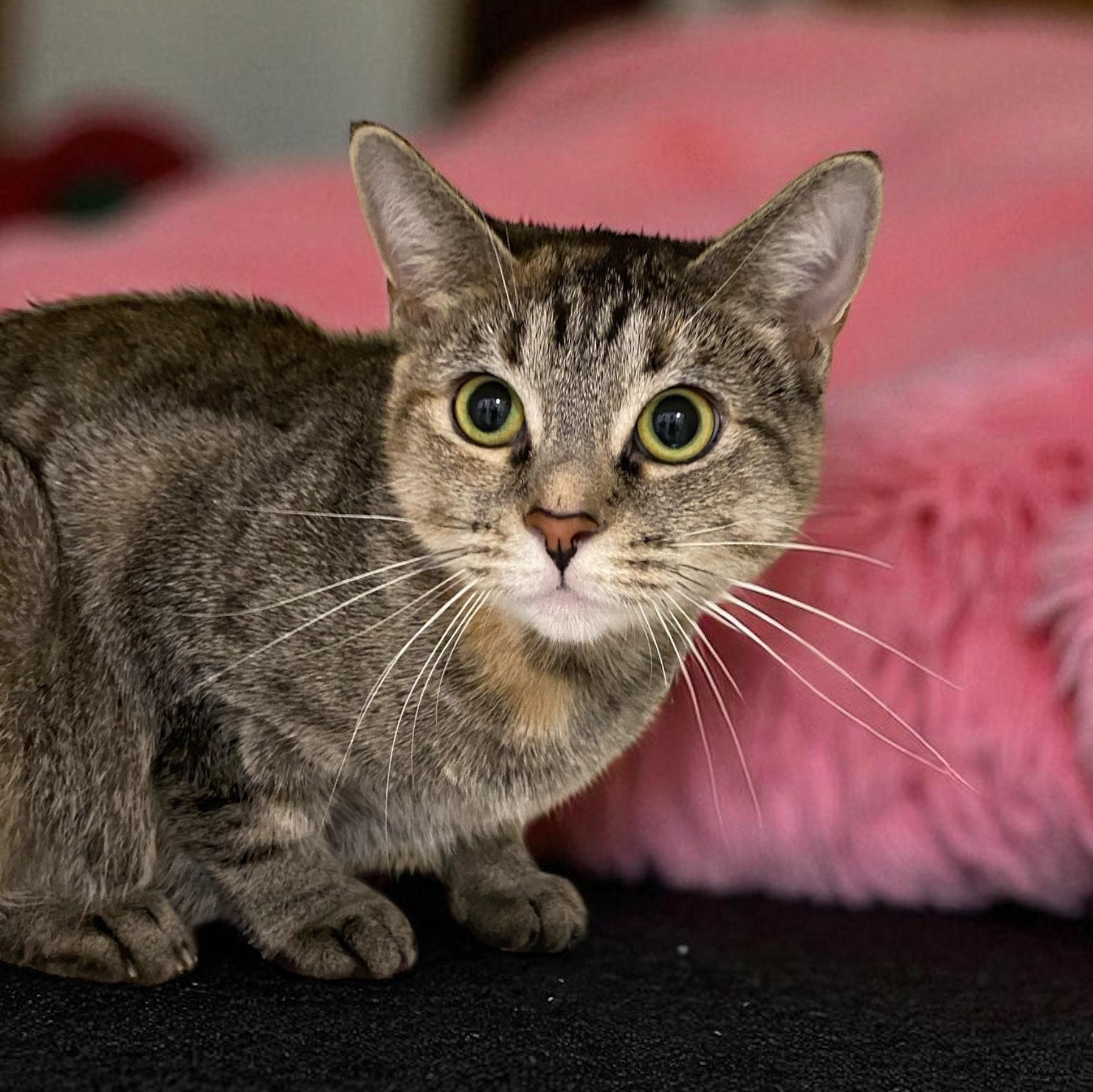Cat for adoption - Chili Pepper, a Domestic Short Hair in Elyria, OH ...