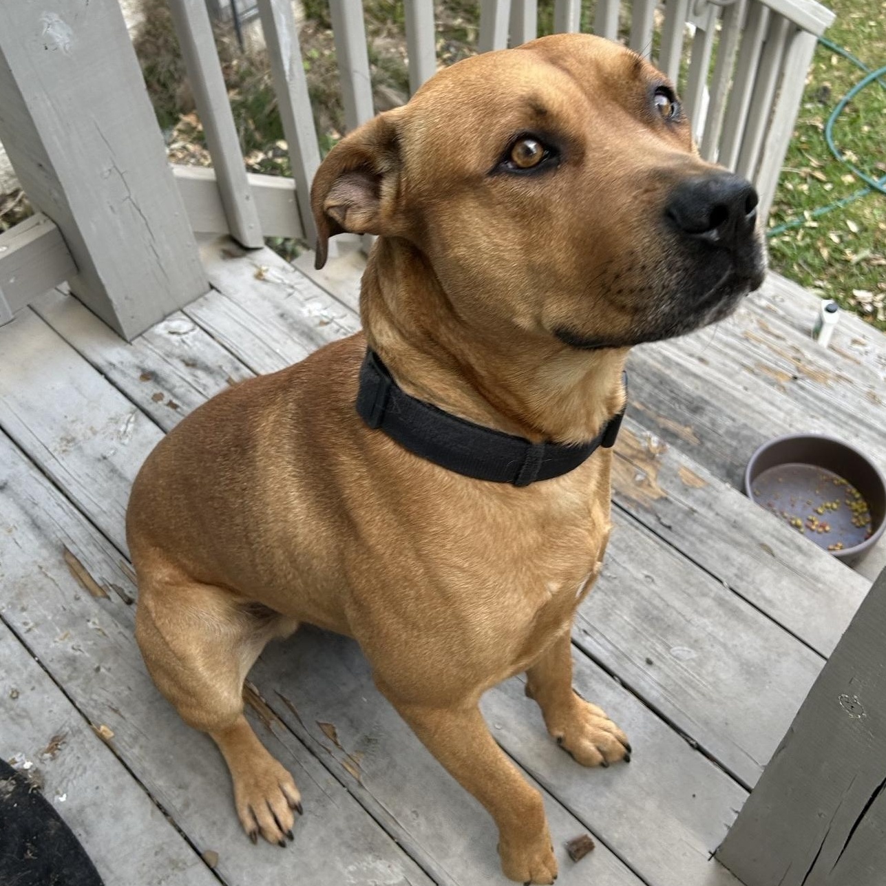 Dog for adoption - Wagner, a Black Mouth Cur Mix in Springfield, MA ...