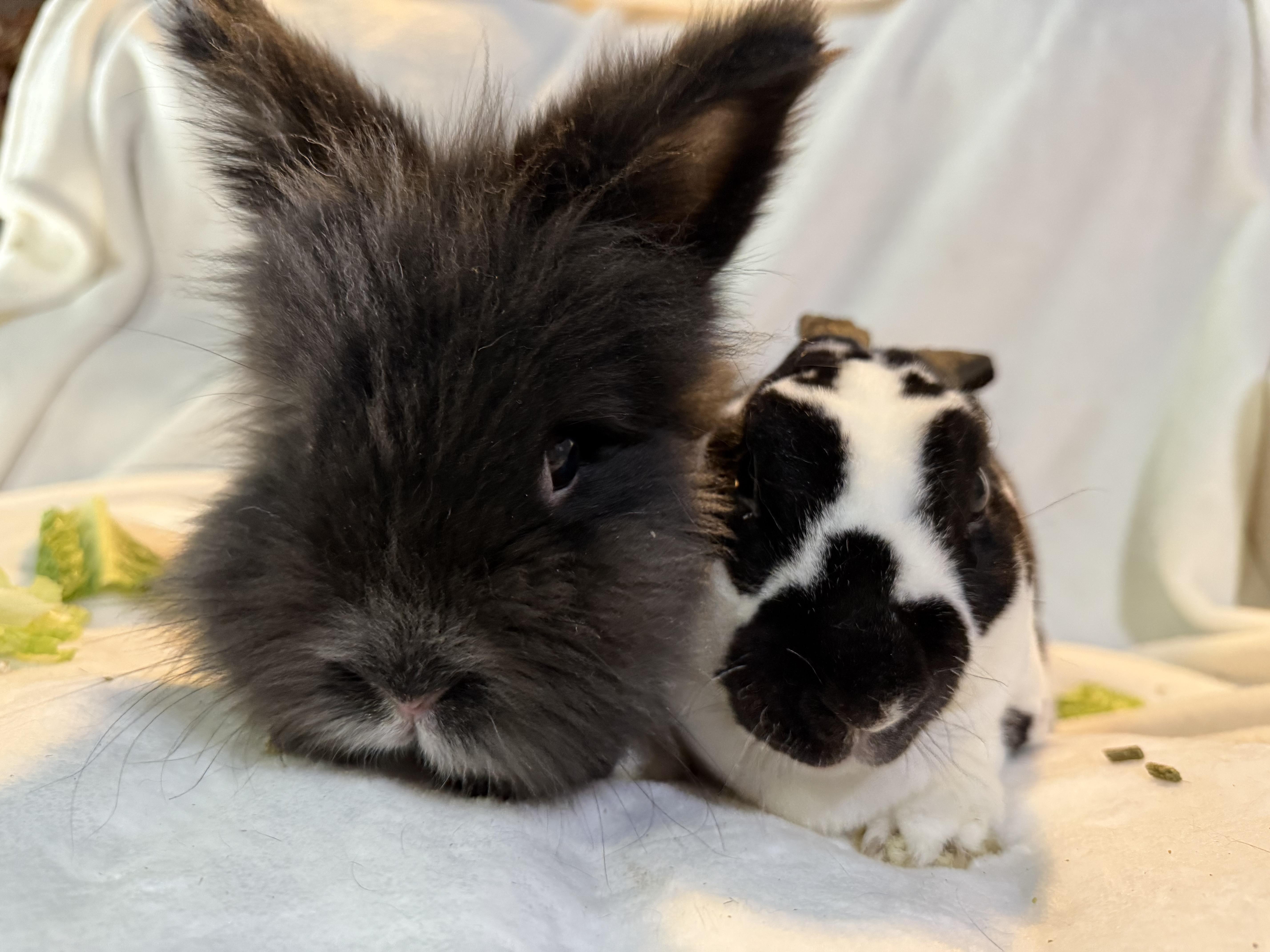 Rabbit for adoption - Elton John and Mean Jolene, a Rex in St. Charles ...