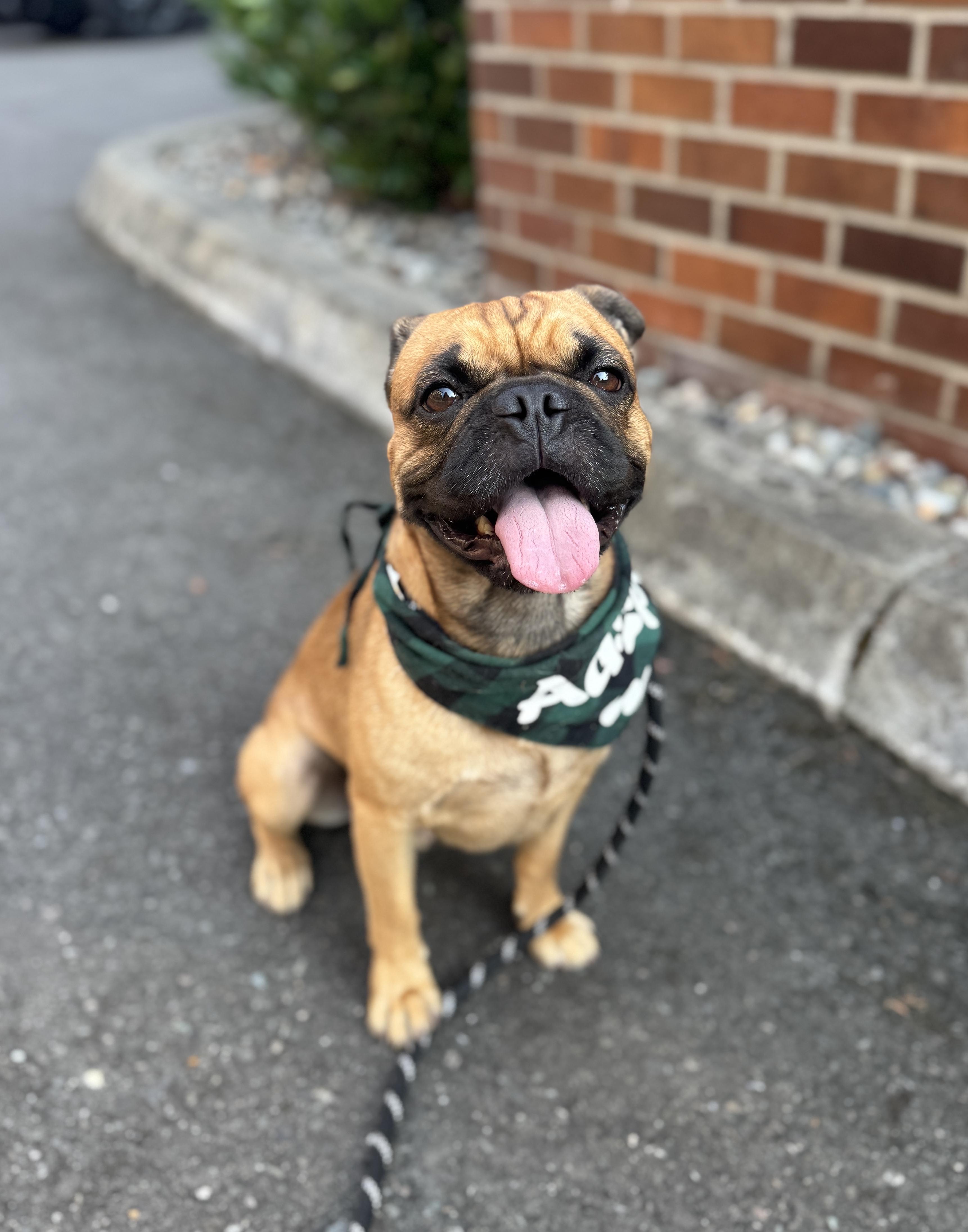 Dog for adoption - Bucky, a French Bulldog & Pug Mix in lynnwood , WA ...