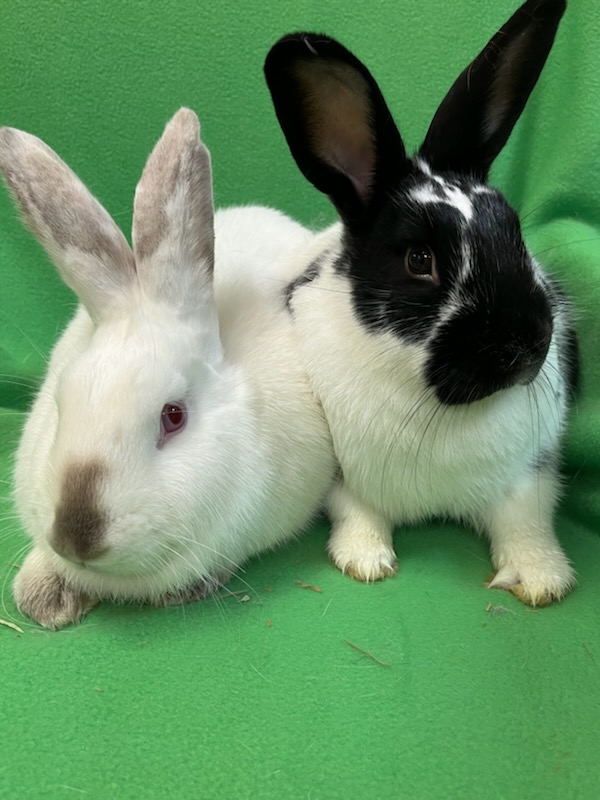 Rabbit for adoption - Oswald & Daisy, a Bunny Rabbit Mix in Haltom City ...