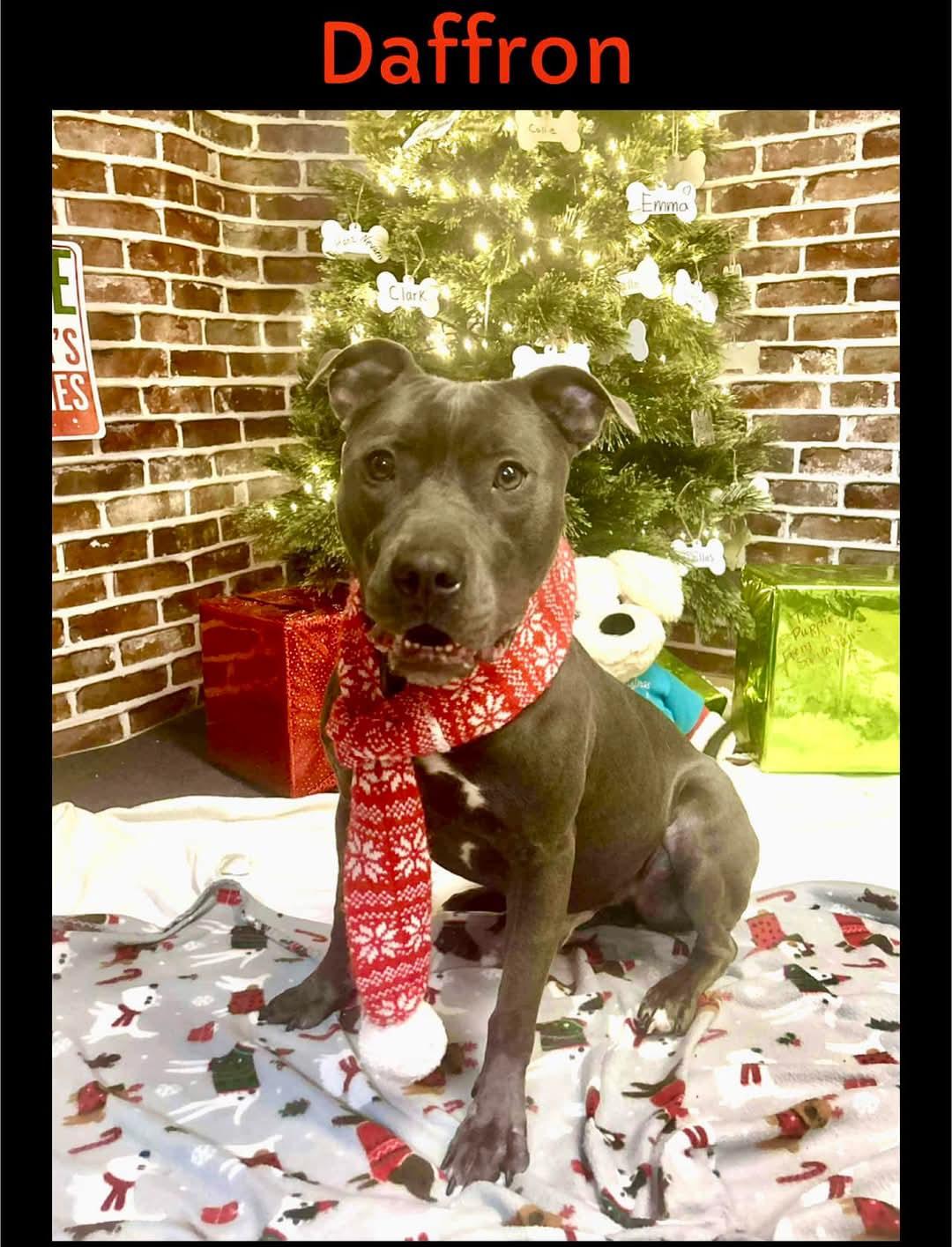 Dog for adoption - Daffron, a Pit Bull Terrier & Staffordshire Bull ...