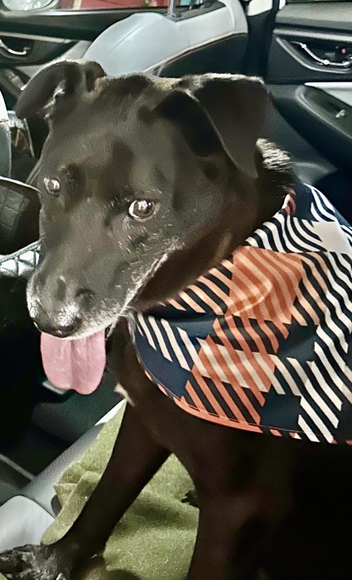 Dog for adoption - Moe*, a Labrador Retriever & Hound Mix in Houston ...