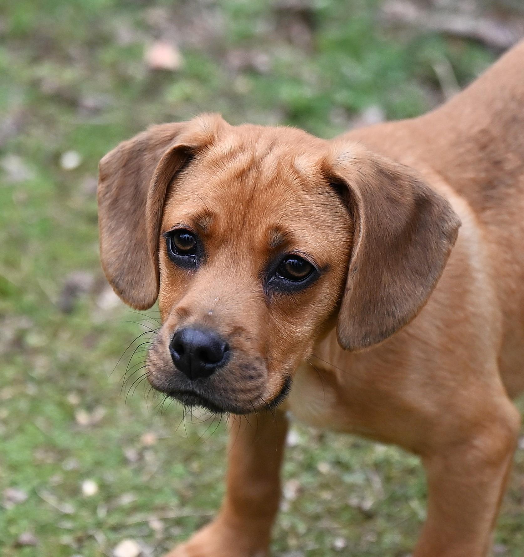 Dog for adoption - Henry - Come Meet Me!, a Beagle Mix in Medfield, MA | Petfinder