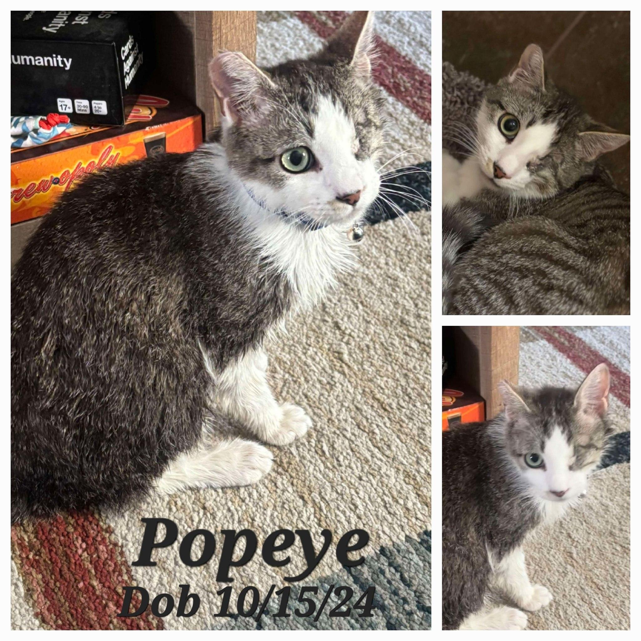 Cat for adoption - Popeye **Partially Blind**, an American Shorthair in ...