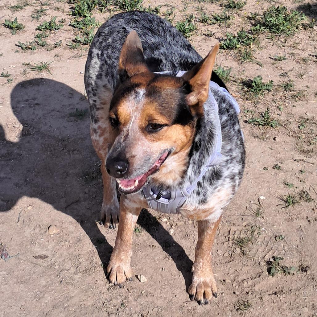 Dog for adoption - Chili prev Koda PM, an Australian Cattle Dog / Blue ...