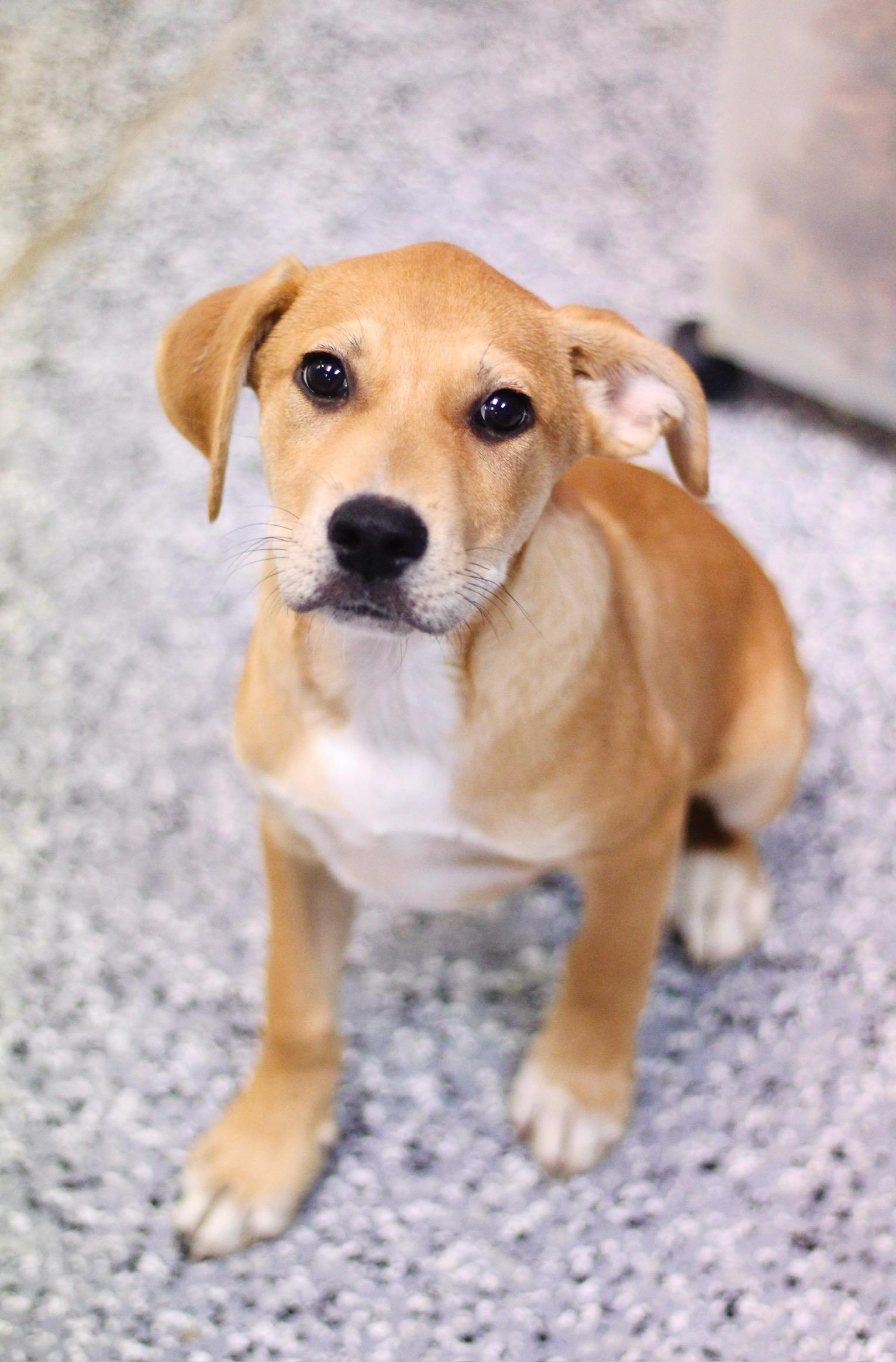 Dog for adoption - Krusteaz in NH! Come Meet our Adoptable Dogs ...