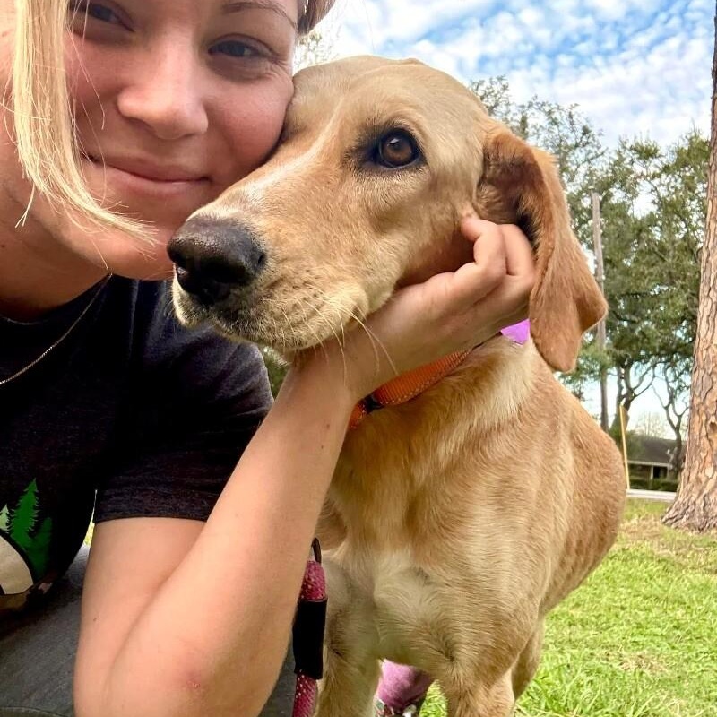 Dog for adoption - Ariel the most loving and perfect office dog, a ...