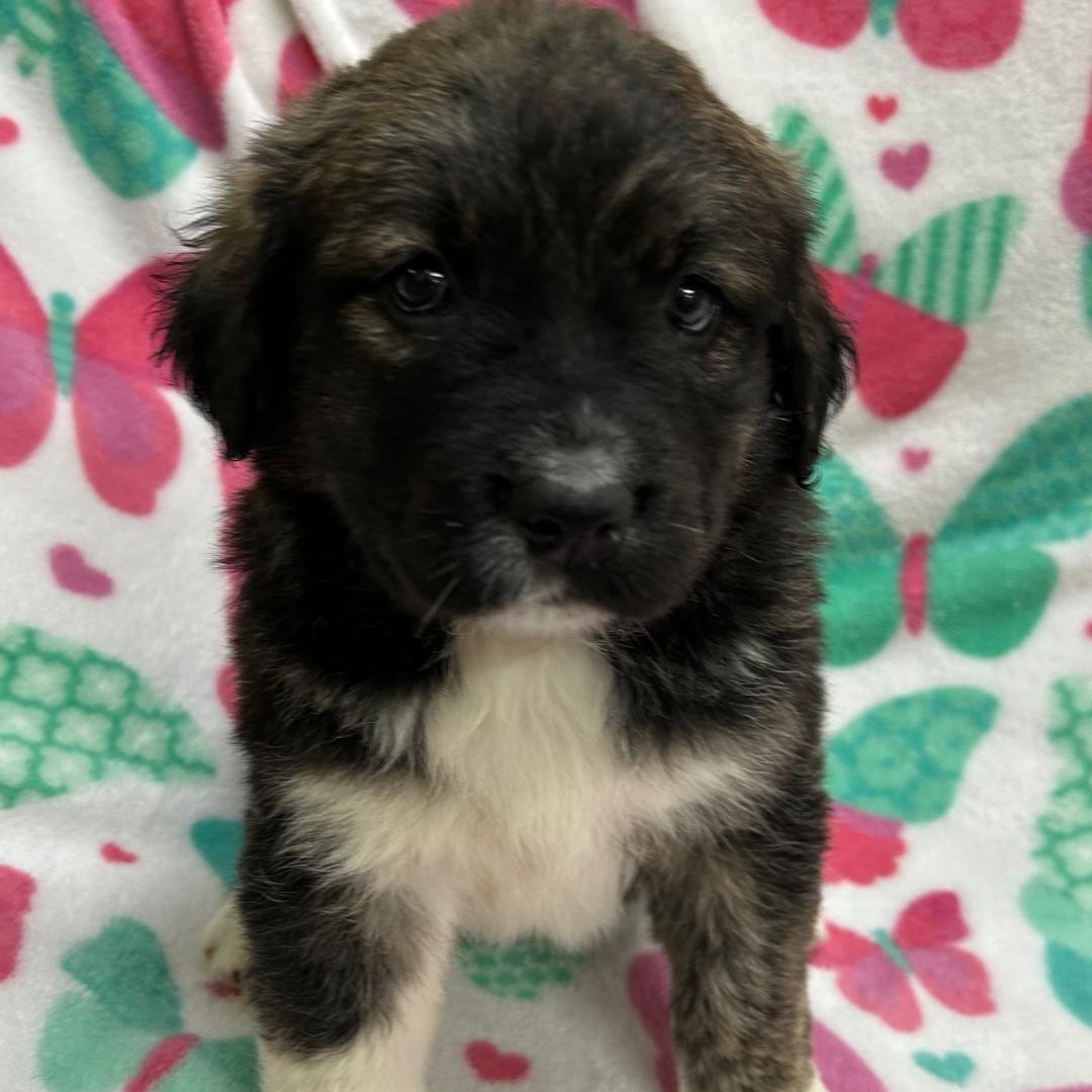 kayla - Adoptable Pet | Petfinder | Petfinder