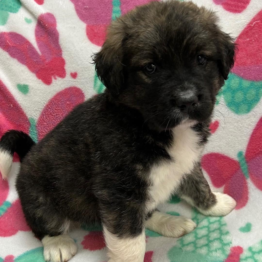 kayla - Adoptable Pet | Petfinder | Petfinder
