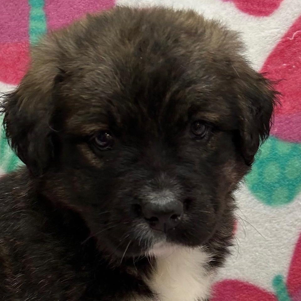 kayla - Adoptable Pet | Petfinder | Petfinder