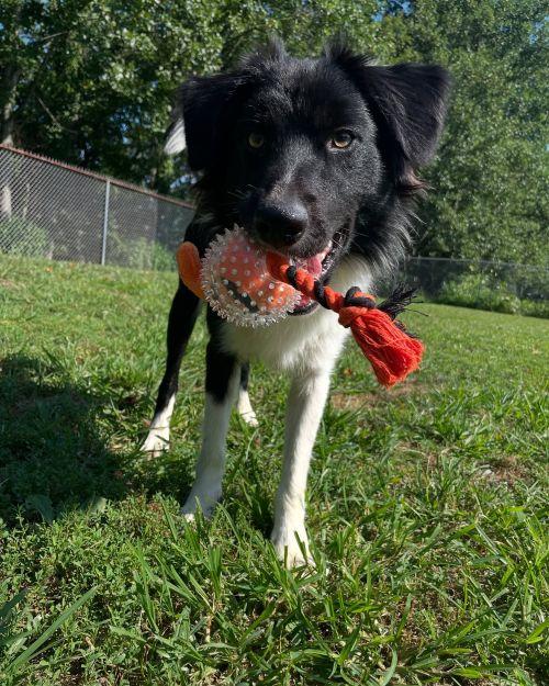 Dog for adoption - Tunechi, a Border Collie in Ona, WV | Petfinder