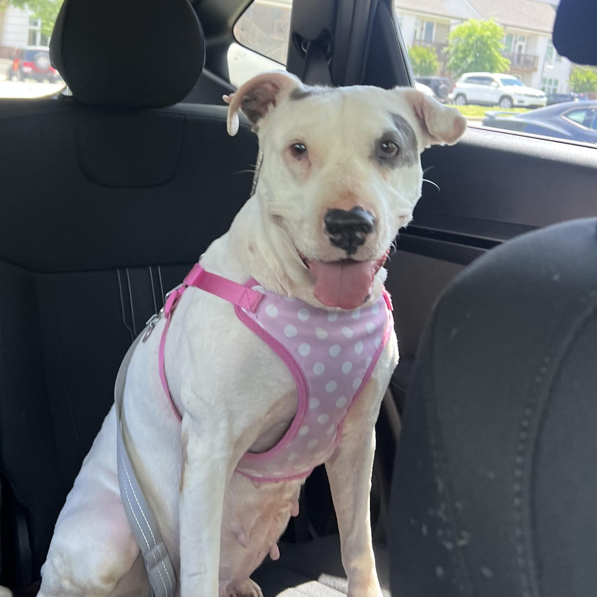 Dog for adoption - Mavis, an American Staffordshire Terrier Mix in West ...