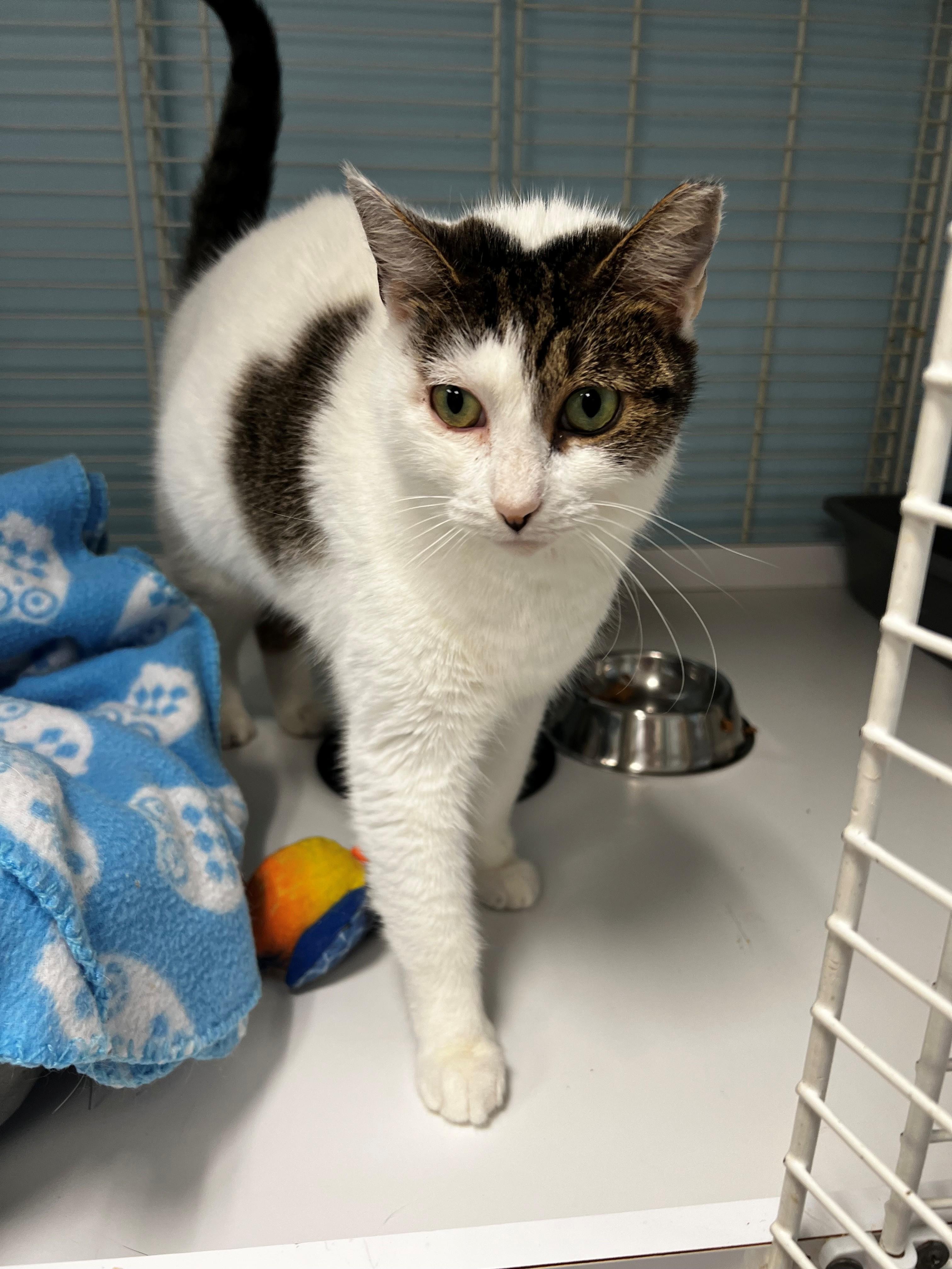 Juniper - Adoptable Pet | Petfinder | Petfinder