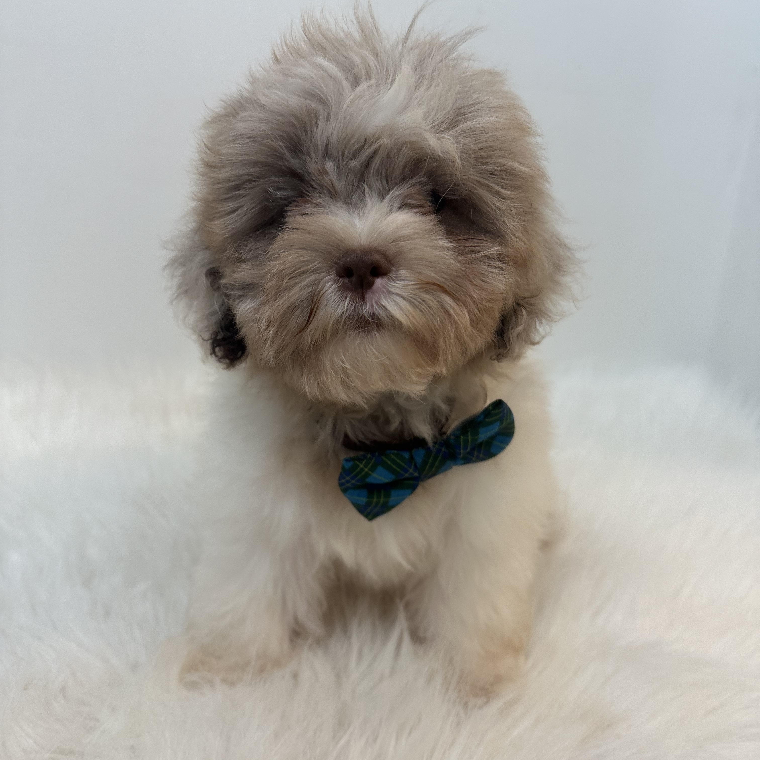 Dog for adoption - Hamlet, a Shih poo in Wrightstown, NJ | Petfinder