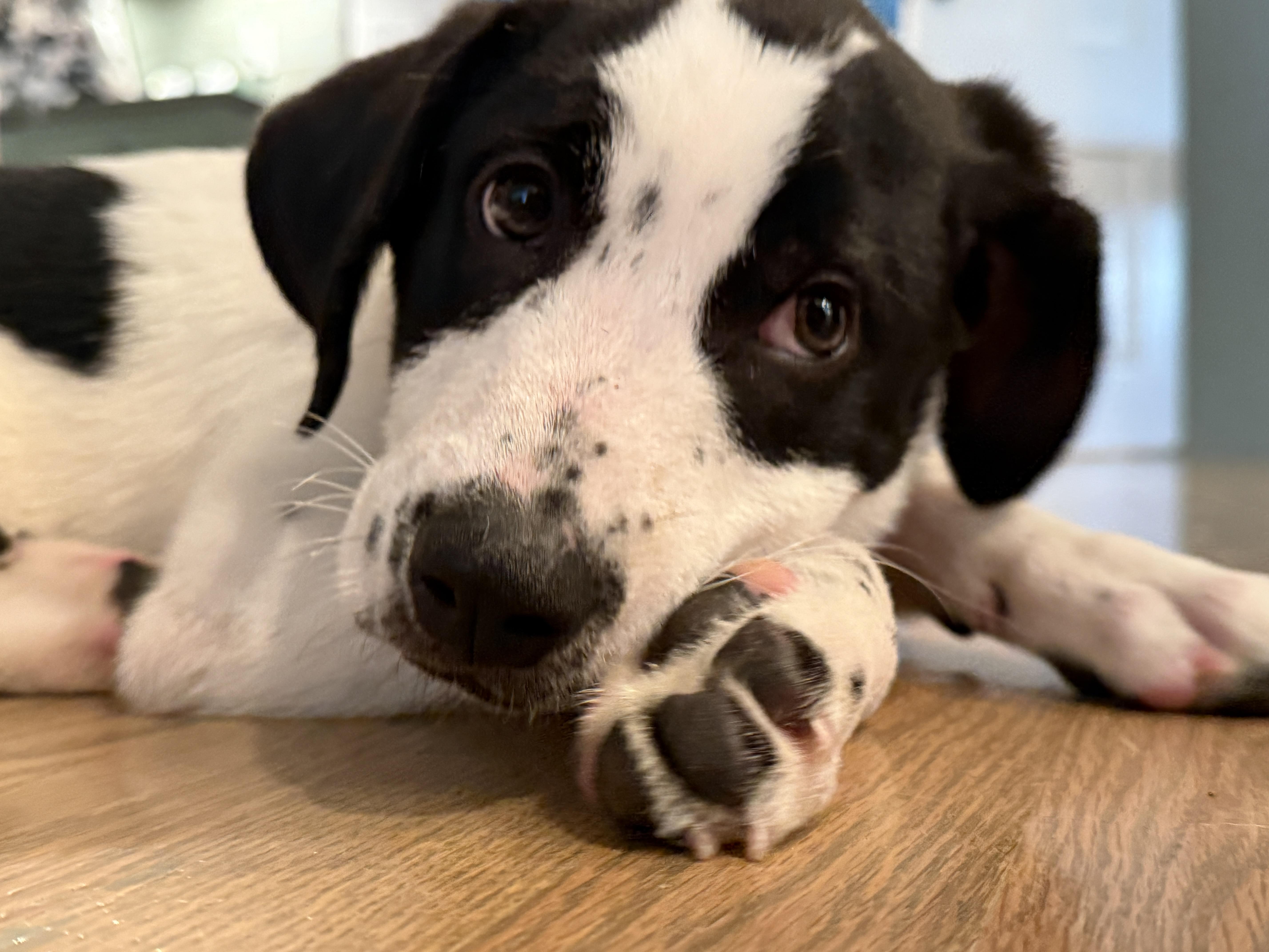 Dog for adoption - Lochlan, a Great Pyrenees & Hound Mix in Chatham, NJ ...