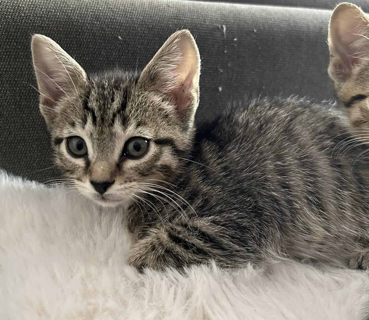 Cat for adoption - Meli, a Domestic Short Hair in Breinigsville, PA ...