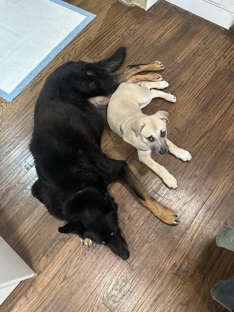 Dog for adoption - Boomer, a Labrador Retriever Mix in Bloomington, MN ...