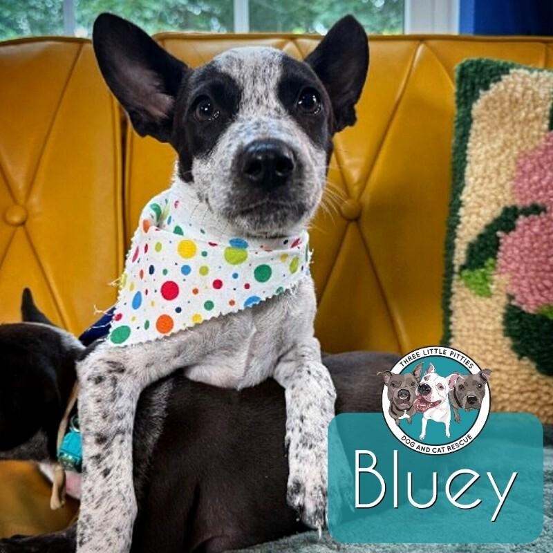 Dog for adoption - Bluey Kraft, an Australian Cattle Dog / Blue Heeler ...