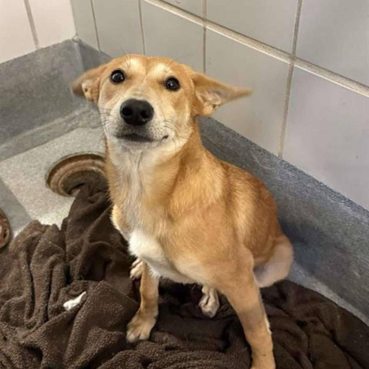 Dog for adoption - Harriet, a Labrador Retriever Mix in Appleton, WI ...