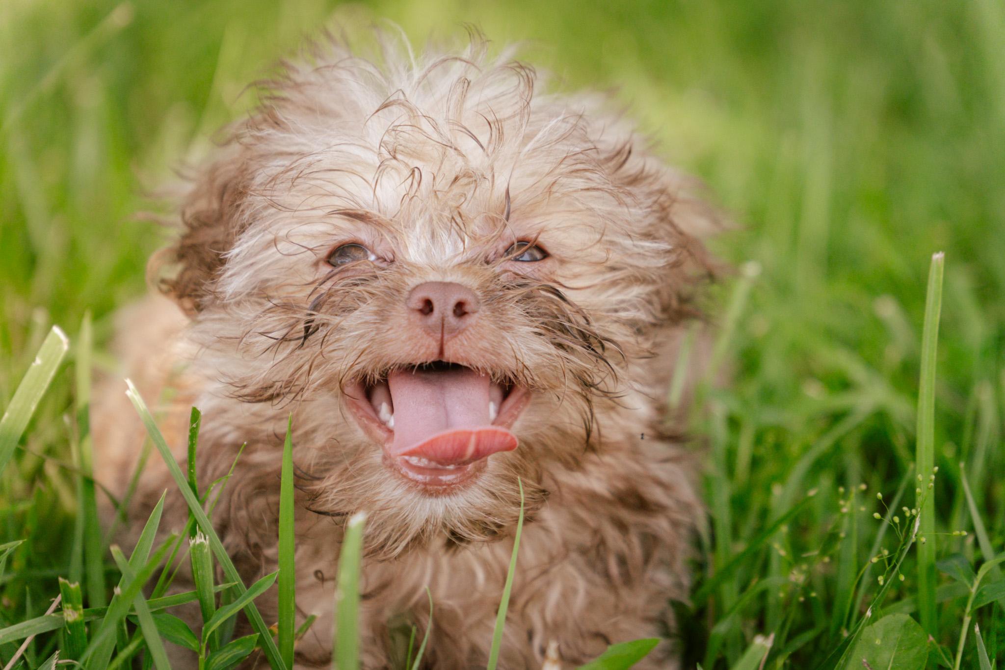 Dog for adoption - Julian - Transport, a Shih Tzu in Wilmington, OH ...