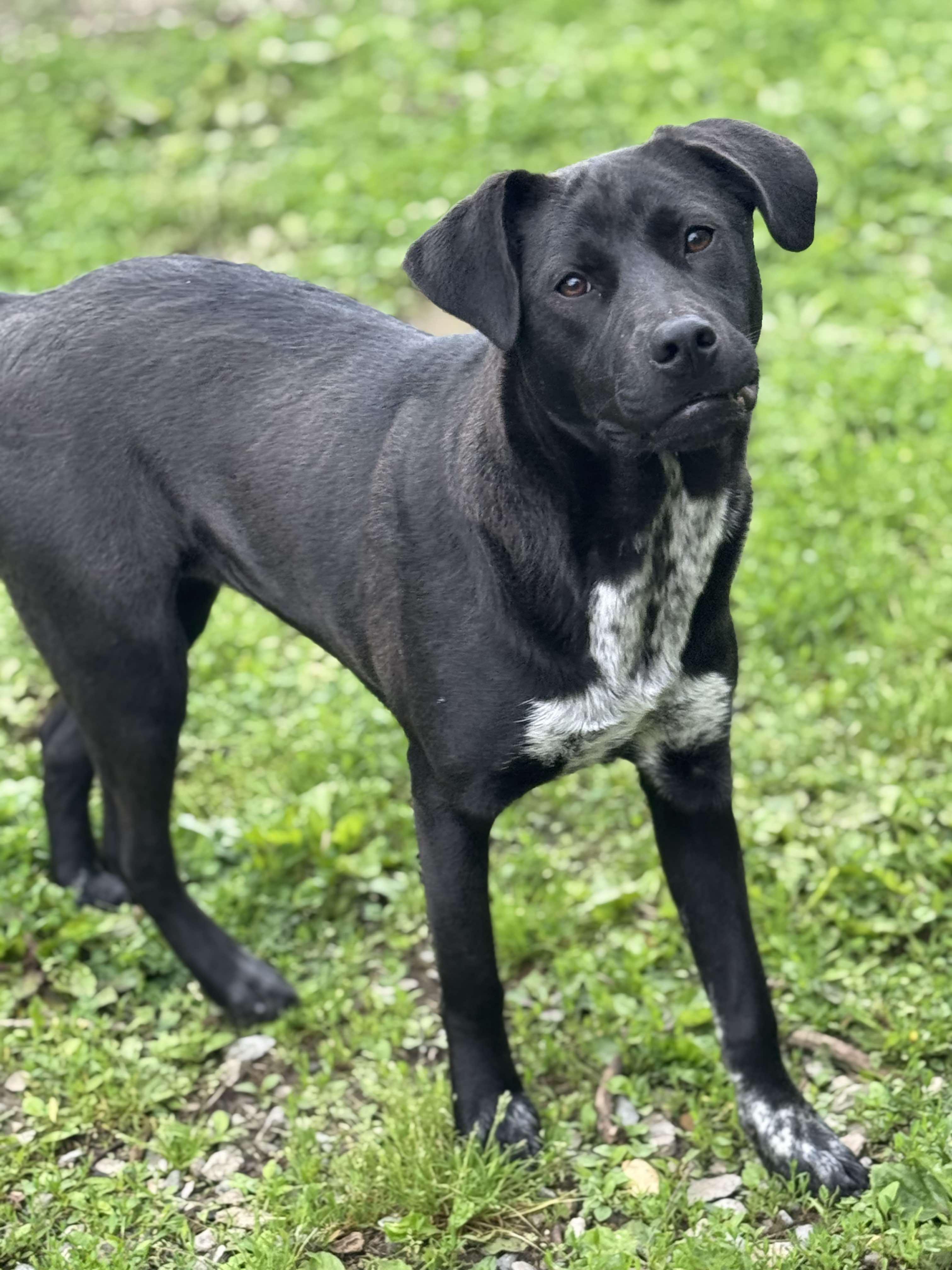 Dog for adoption - Bloo (Fully Sponsored!), a Hound & Labrador ...