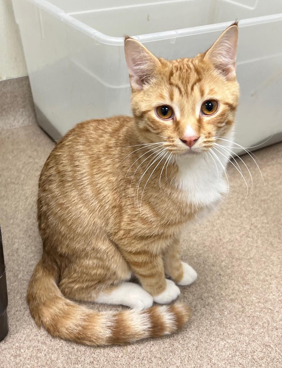 Cat for adoption - Anton Ego - adorable little sweetheart!, a Domestic ...