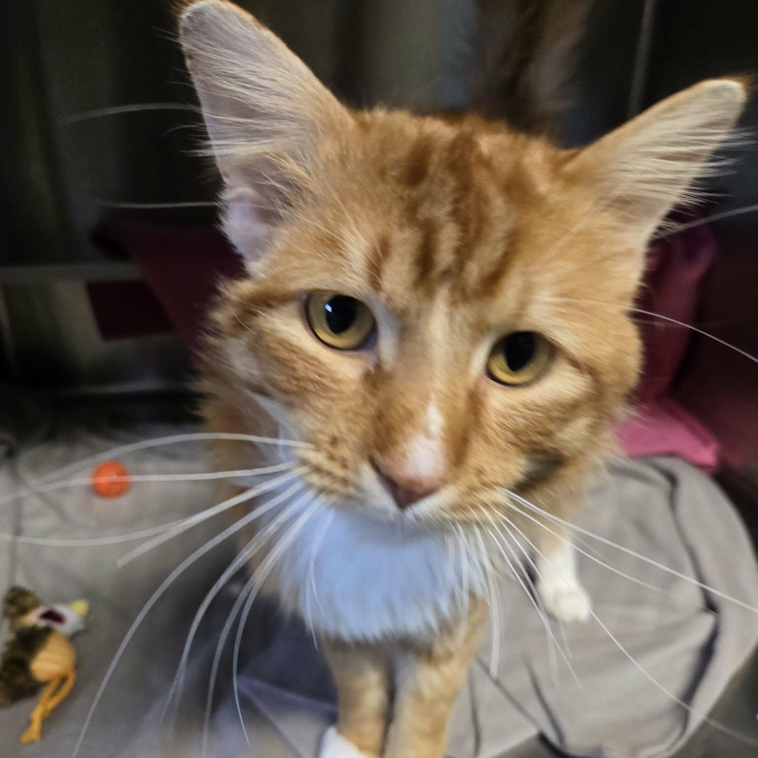 Bobbert - Adoptable Pet | Petfinder | Petfinder