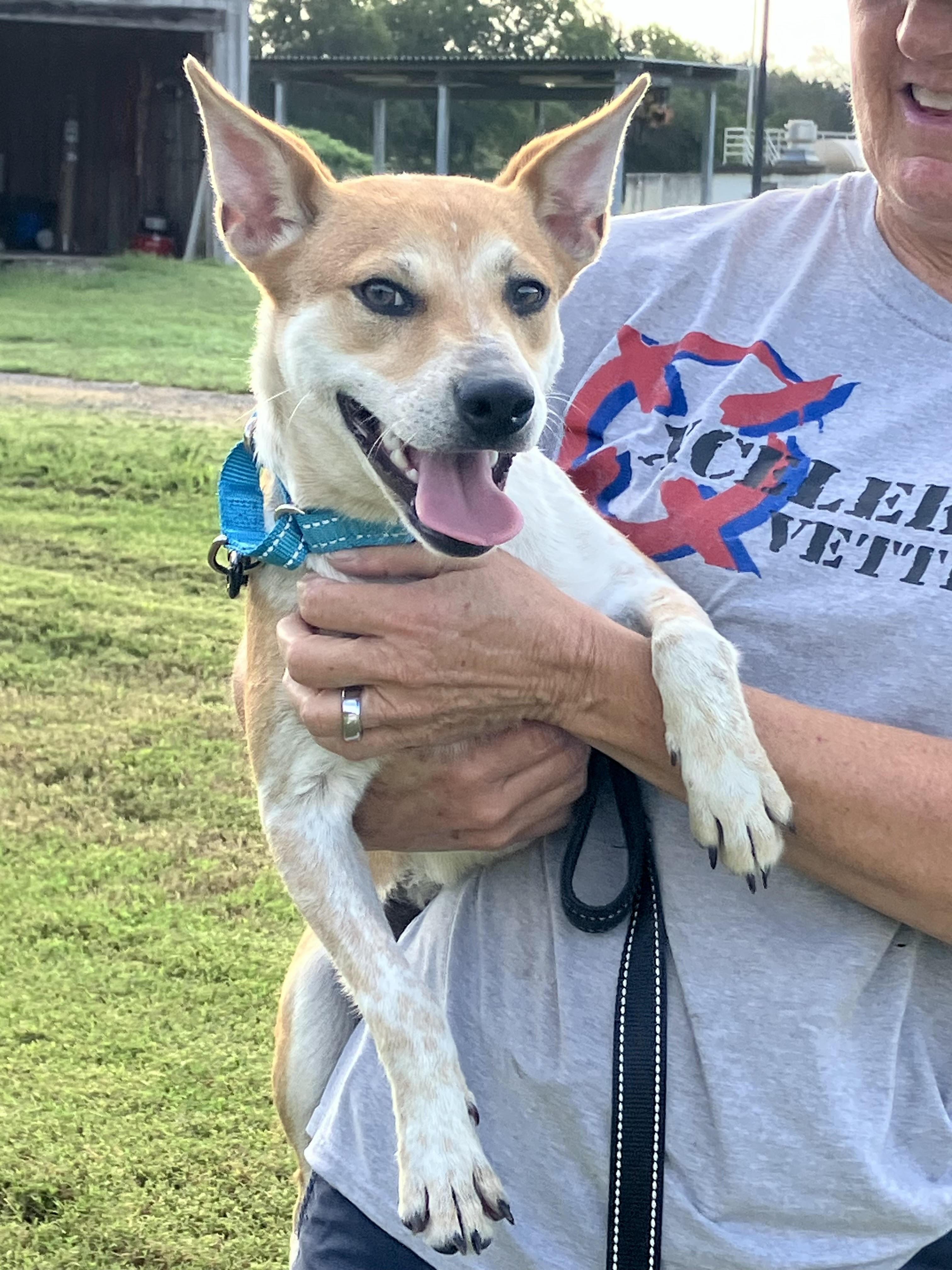 Dog for adoption - JERRY-Rub His Belly, a Chihuahua Mix in Ellington ...