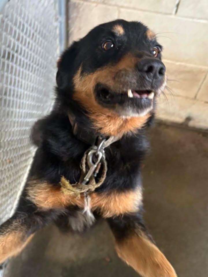 Dog for adoption - Blitzen, a German Shepherd Dog Mix in Munfordville ...