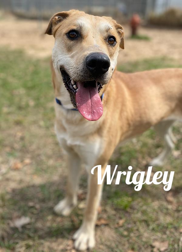 Dog for adoption - Wrigley, a Mixed Breed in Manistee, MI | Petfinder