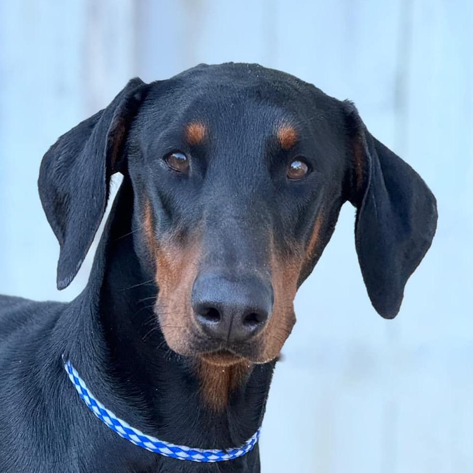 Dog for adoption - Samson, a Doberman Pinscher in Monticello, IA ...