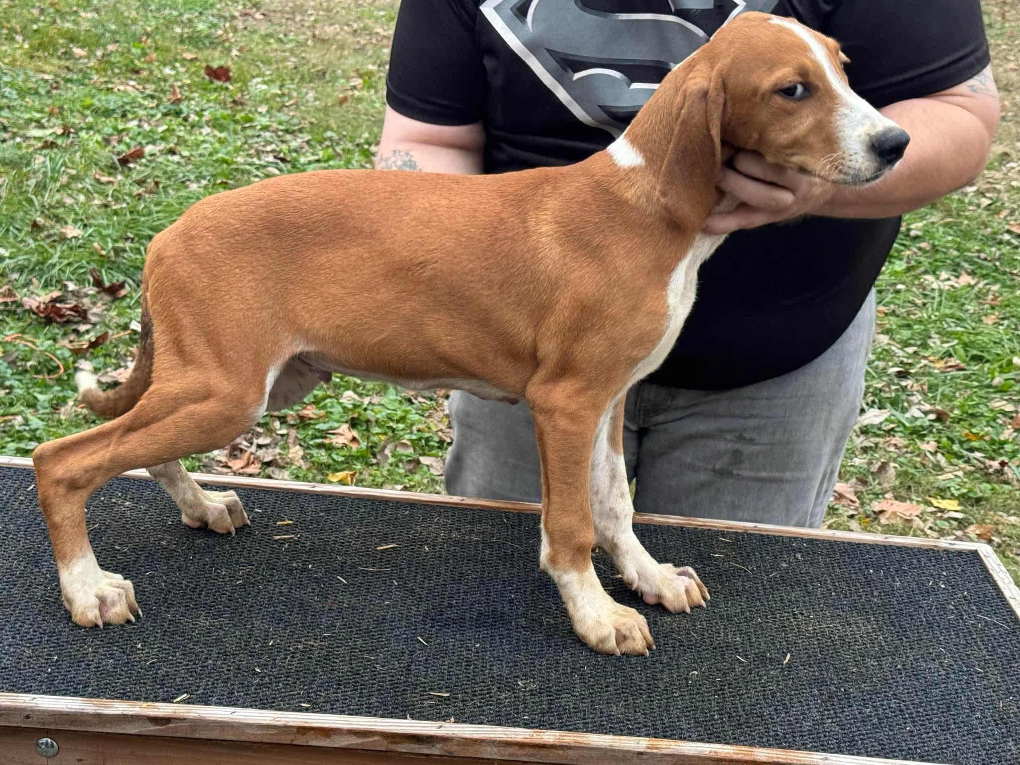 Dog for adoption - Little anne, Shiloh, Chance, and yeller, a Treeing ...