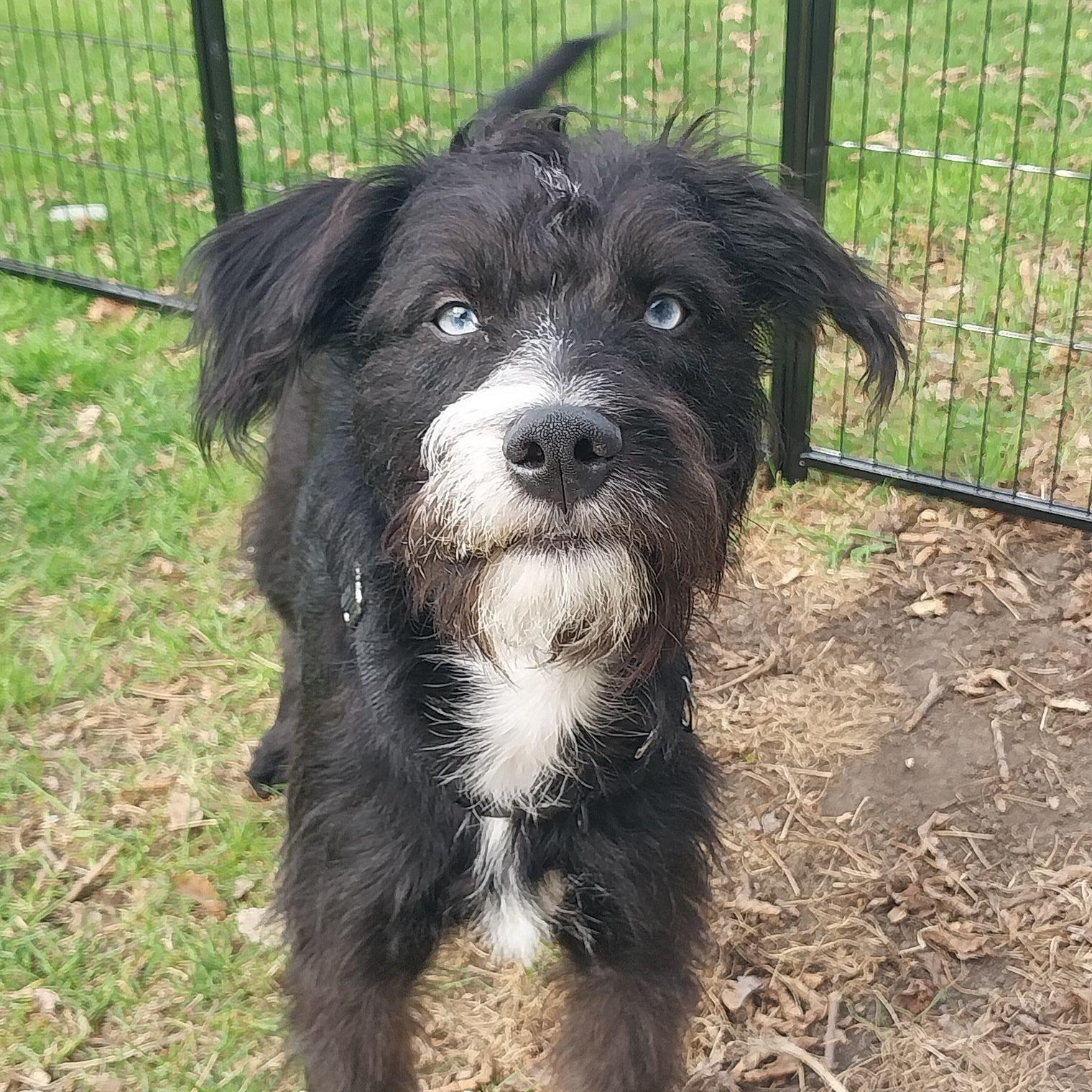 Dog for adoption - Fiddle Doo, a Terrier Mix in Racine, WI | Petfinder