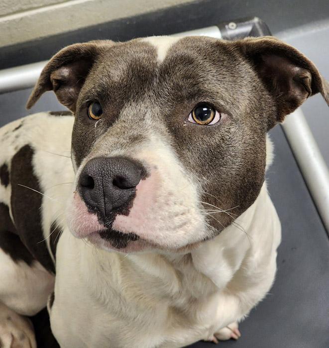 Dog for adoption - Enzo, a Terrier Mix in Hilton Head Island, SC | Petfinder