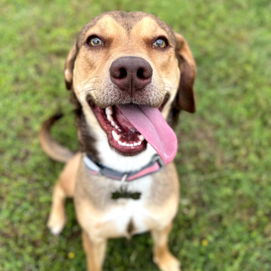 Dog for adoption - Klaudia, a Hound Mix in Chesapeake, VA | Petfinder