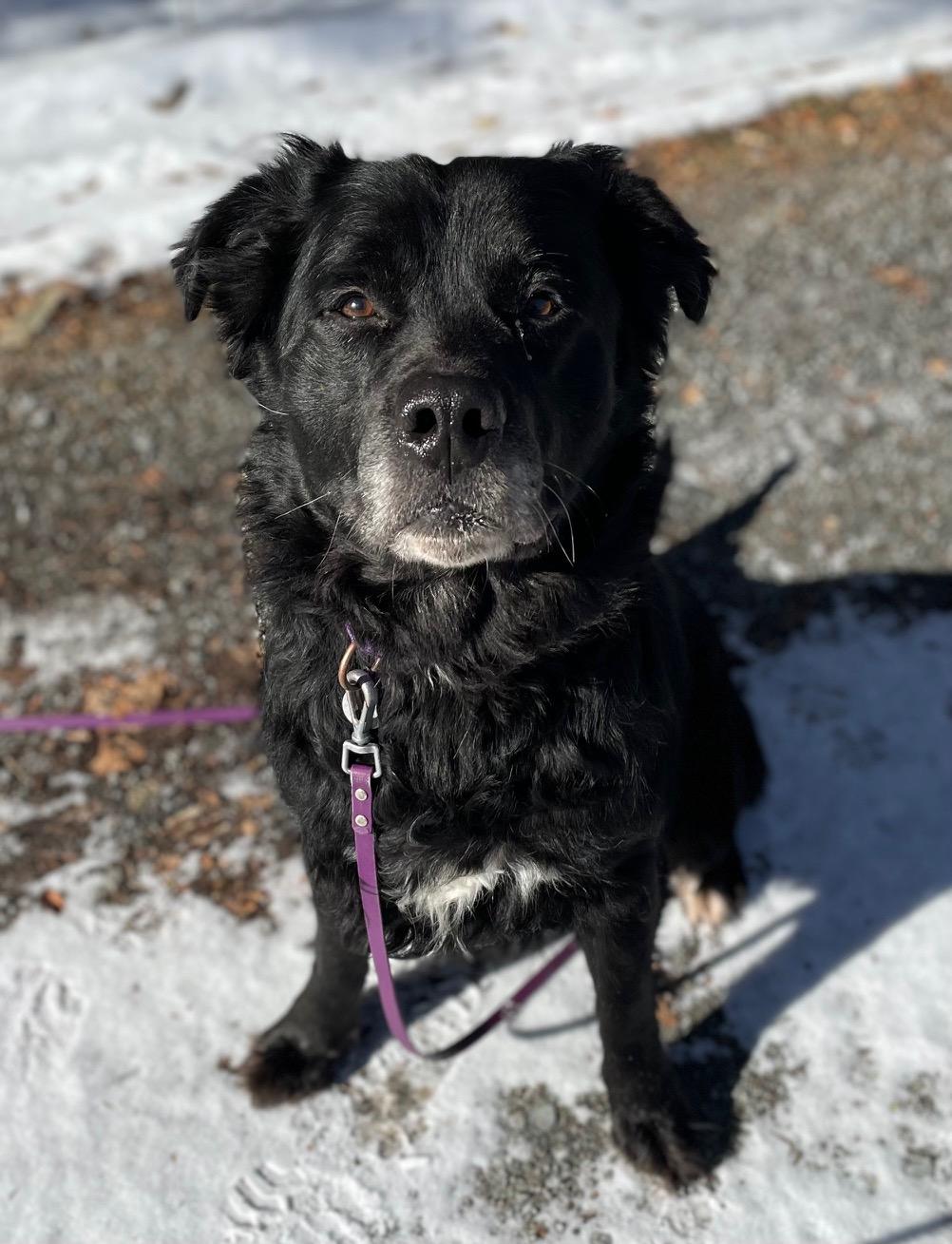 Dog for adoption - Zeus, a Black Labrador Retriever Mix in Honesdale ...