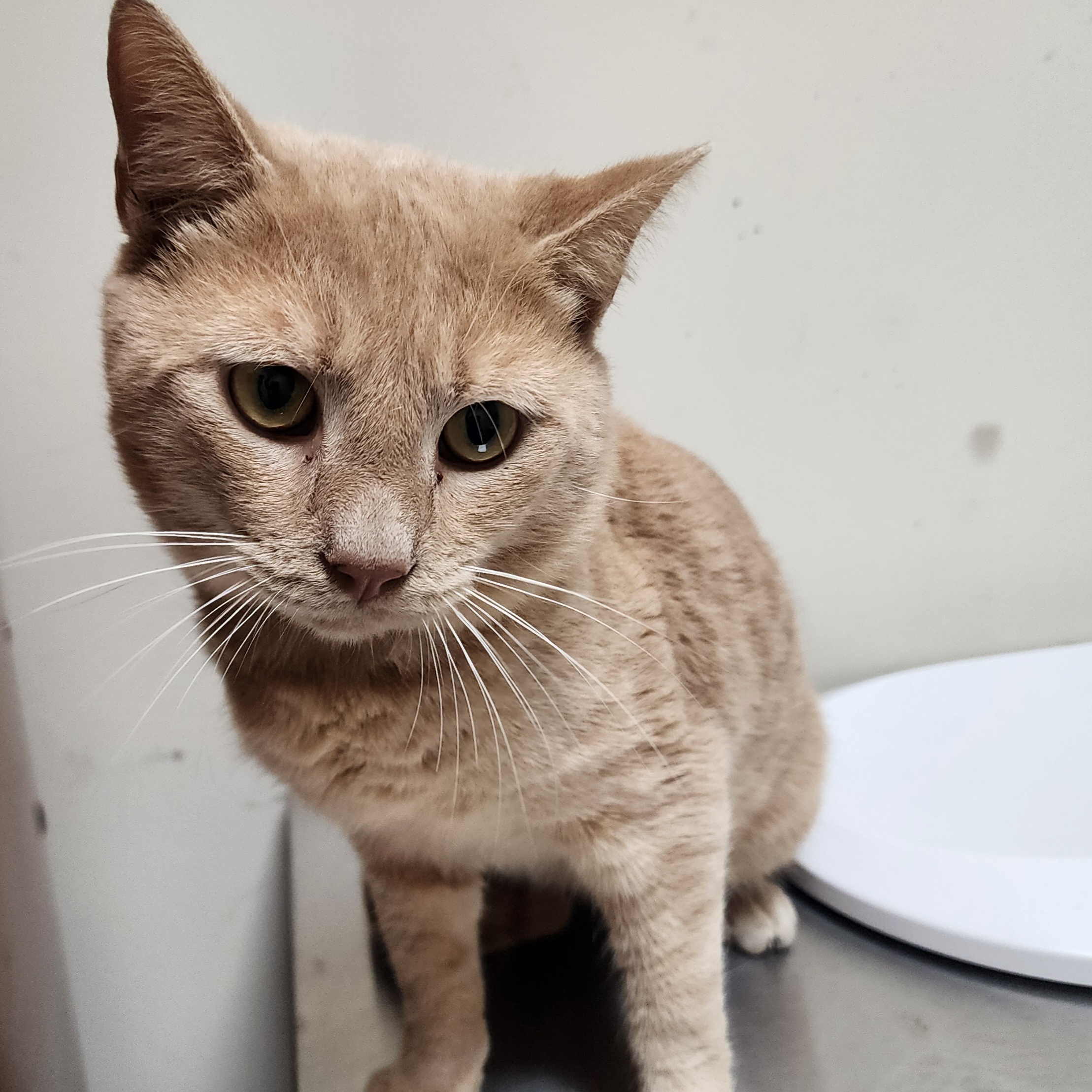 Cat for adoption - Oliver, a Domestic Short Hair in Snow Hill, NC ...