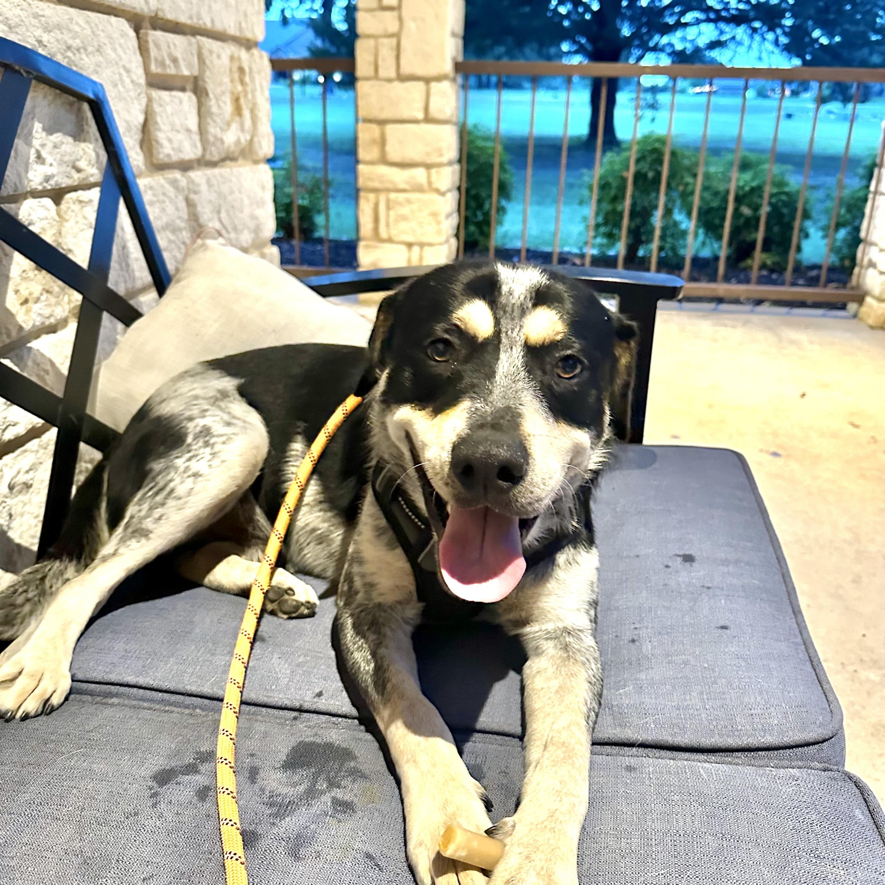 Dog for adoption - Ringo, a Mixed Breed in Raleigh, NC | Petfinder