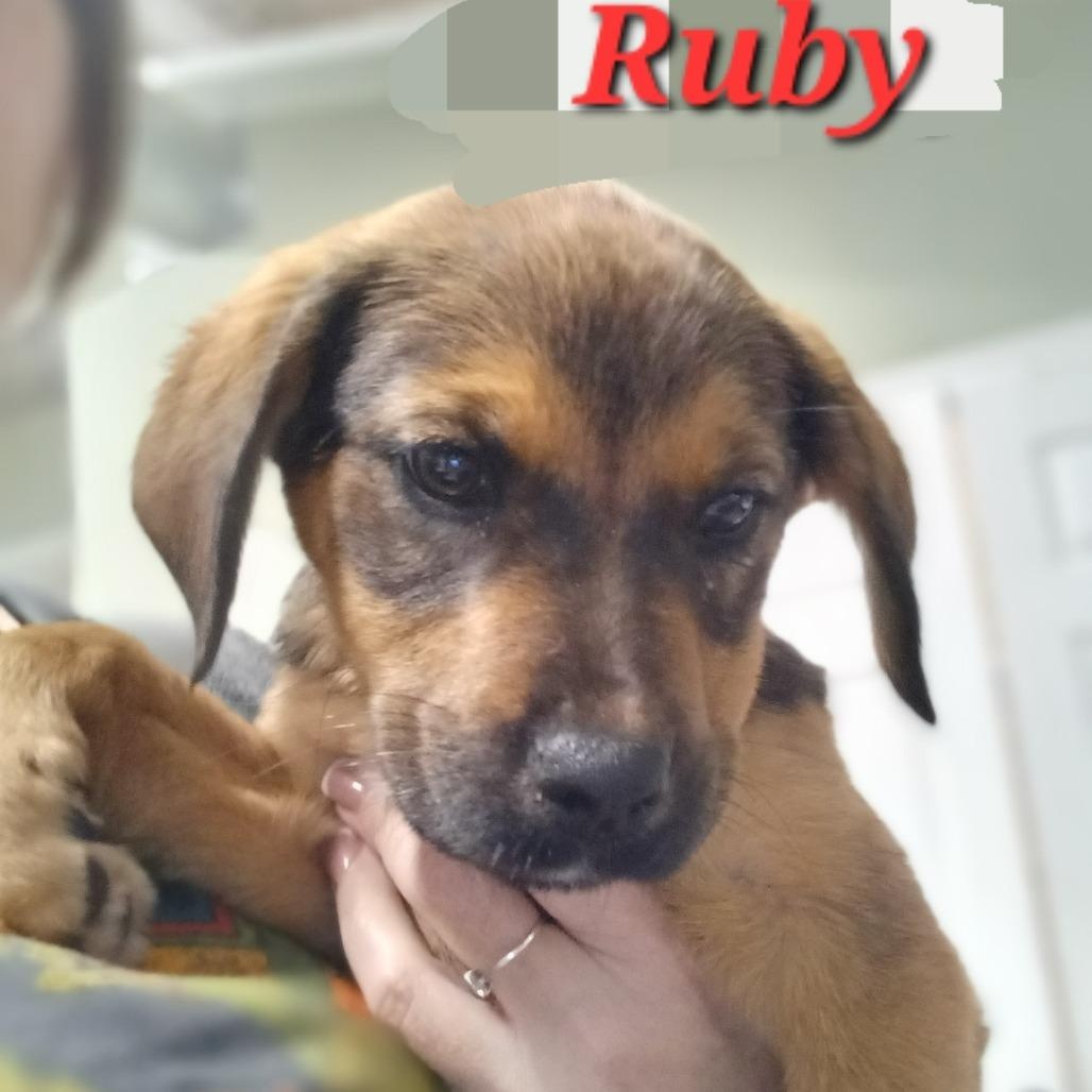 Dog for adoption - Ruby, a Labrador Retriever Mix in Fargo, ND | Petfinder