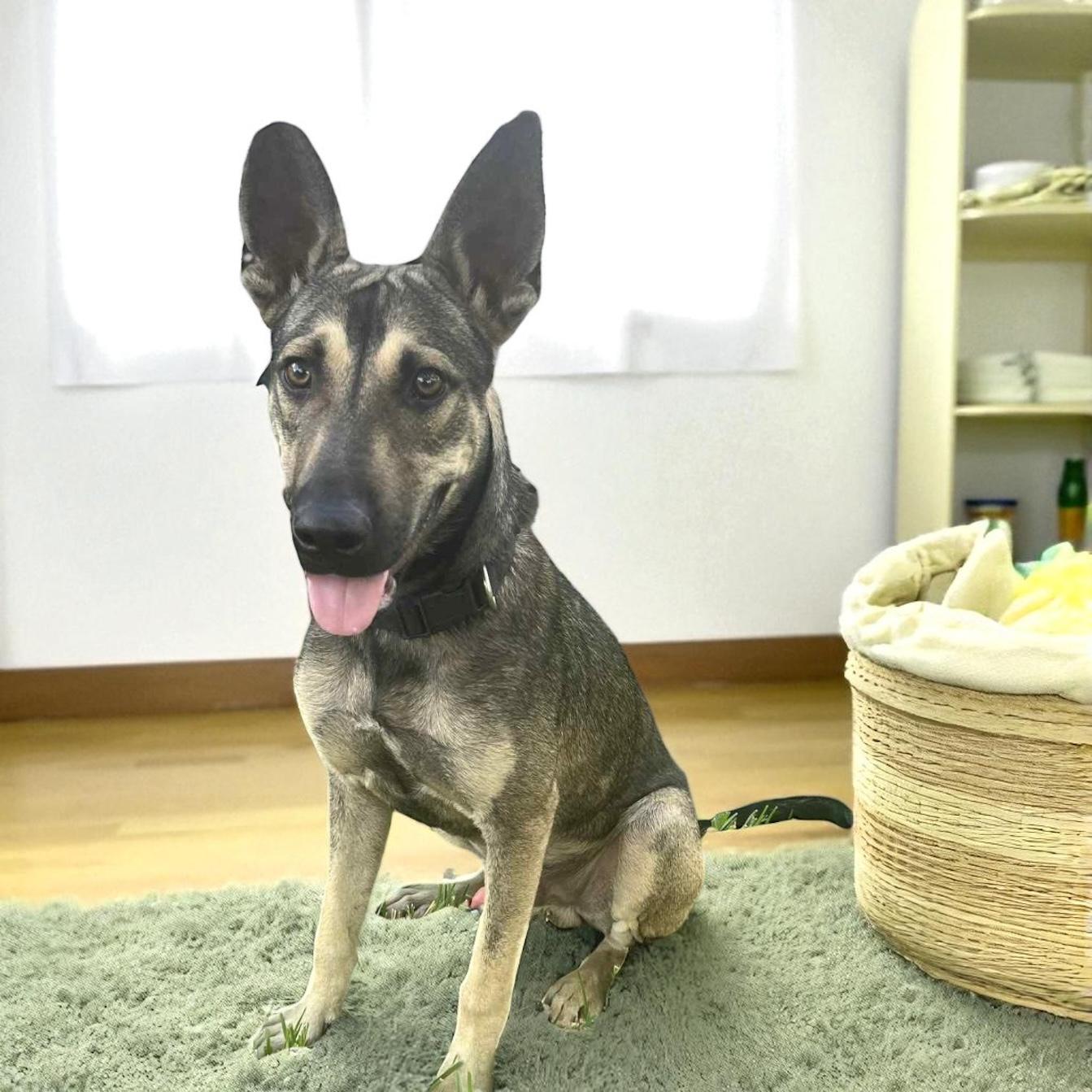 Dog for adoption - JACK GS, a German Shepherd Dog in St Joseph, MI ...