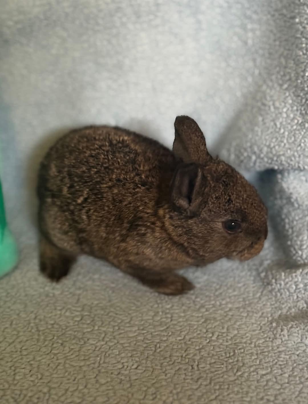 Rabbit for adoption - Cactus, a Bunny Rabbit Mix in Canal Fulton, OH ...