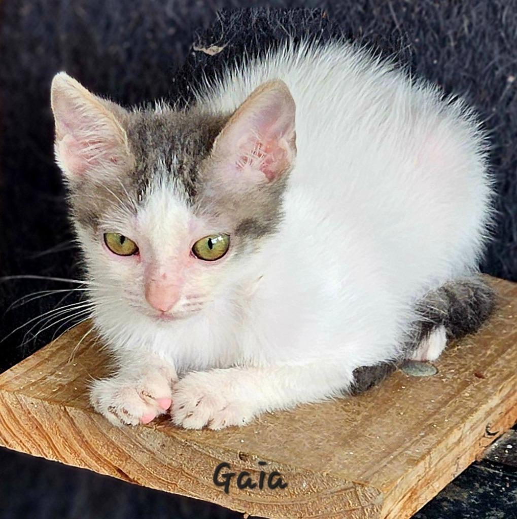 Cat for adoption - Gaia, a Domestic Short Hair Mix in Denver, CO | Petfinder