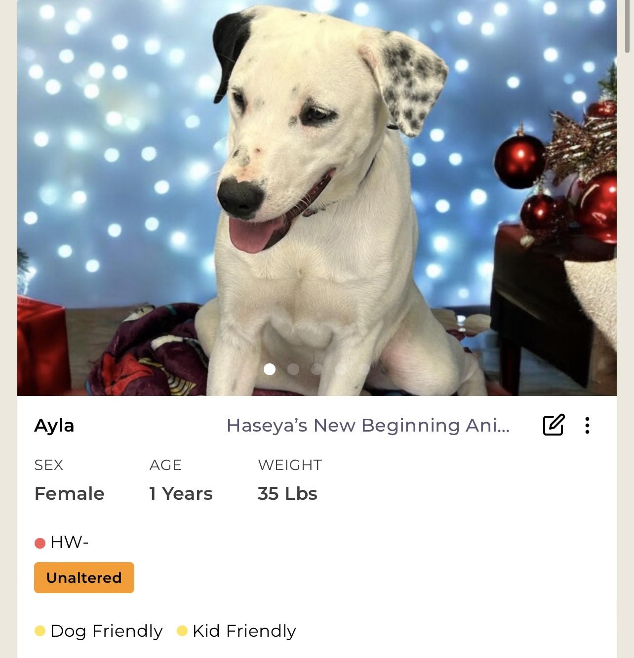 Dog for adoption - Ayla, a Mixed Breed in Rayne, LA | Petfinder