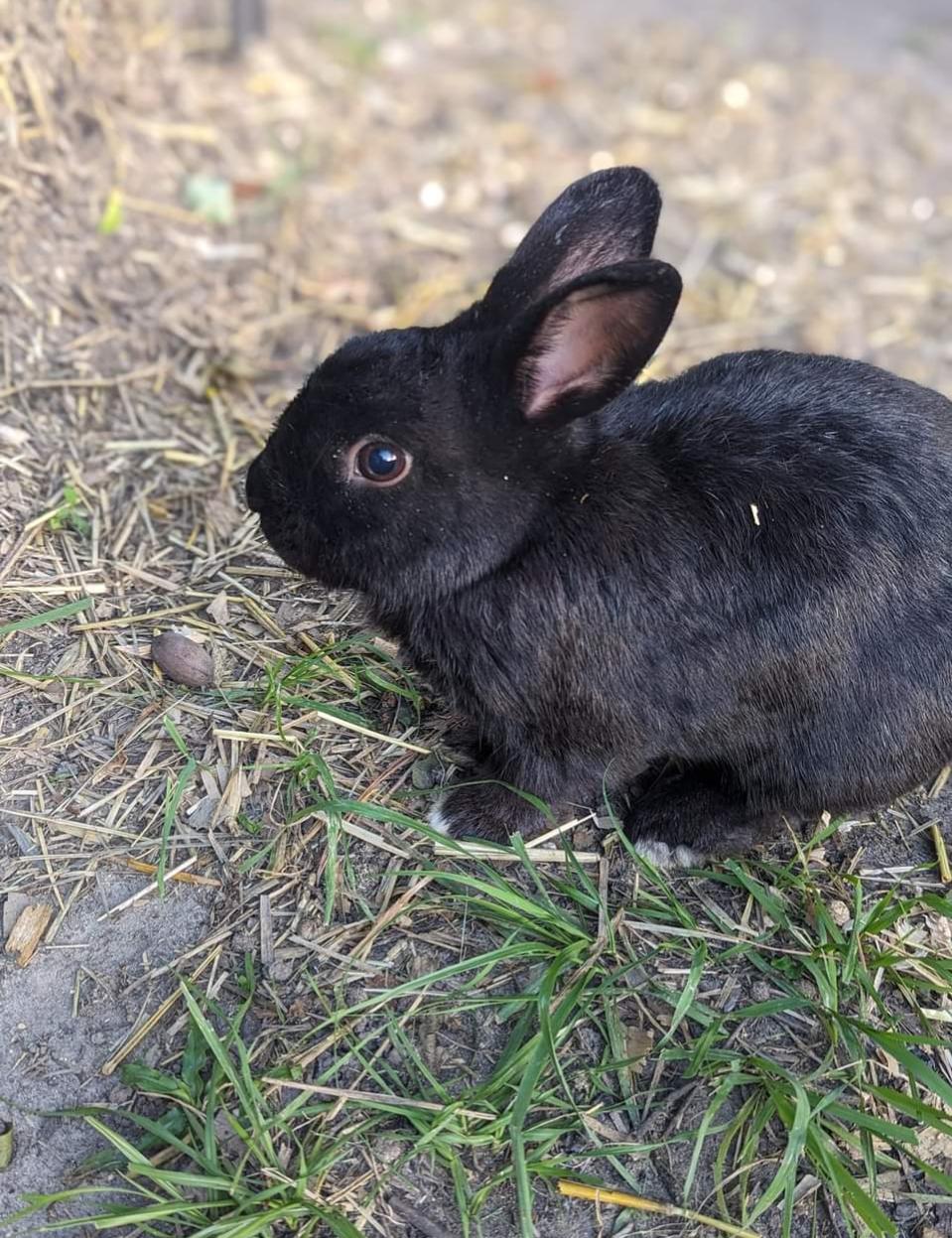 Rabbit for adoption - Pebbles & Shadow, a Mini Rex Mix in Bloomingdale ...