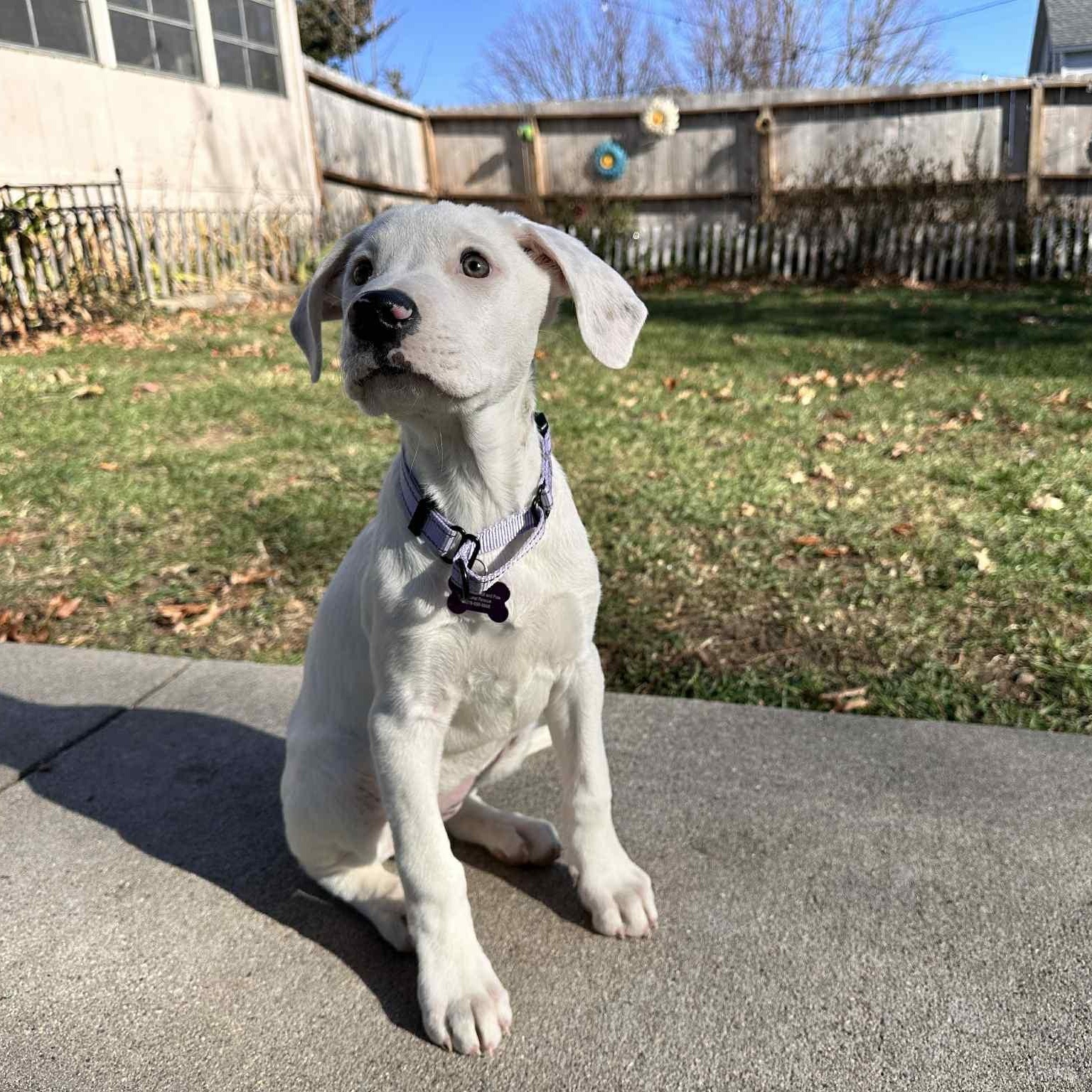 Dog for adoption - Dolly, a Labrador Retriever Mix in Des Moines, IA | Petfinder