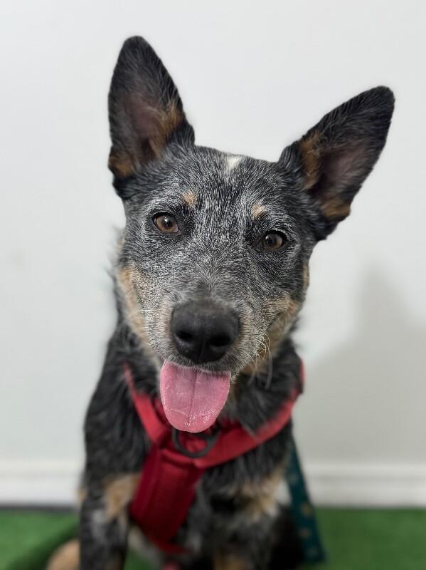 Dog for adoption - Blue, an Australian Cattle Dog / Blue Heeler Mix in ...